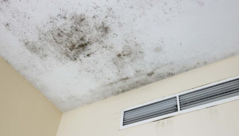 What Does Mold Smell Like? How To Pinpoint the Odor - Pure Environmental
