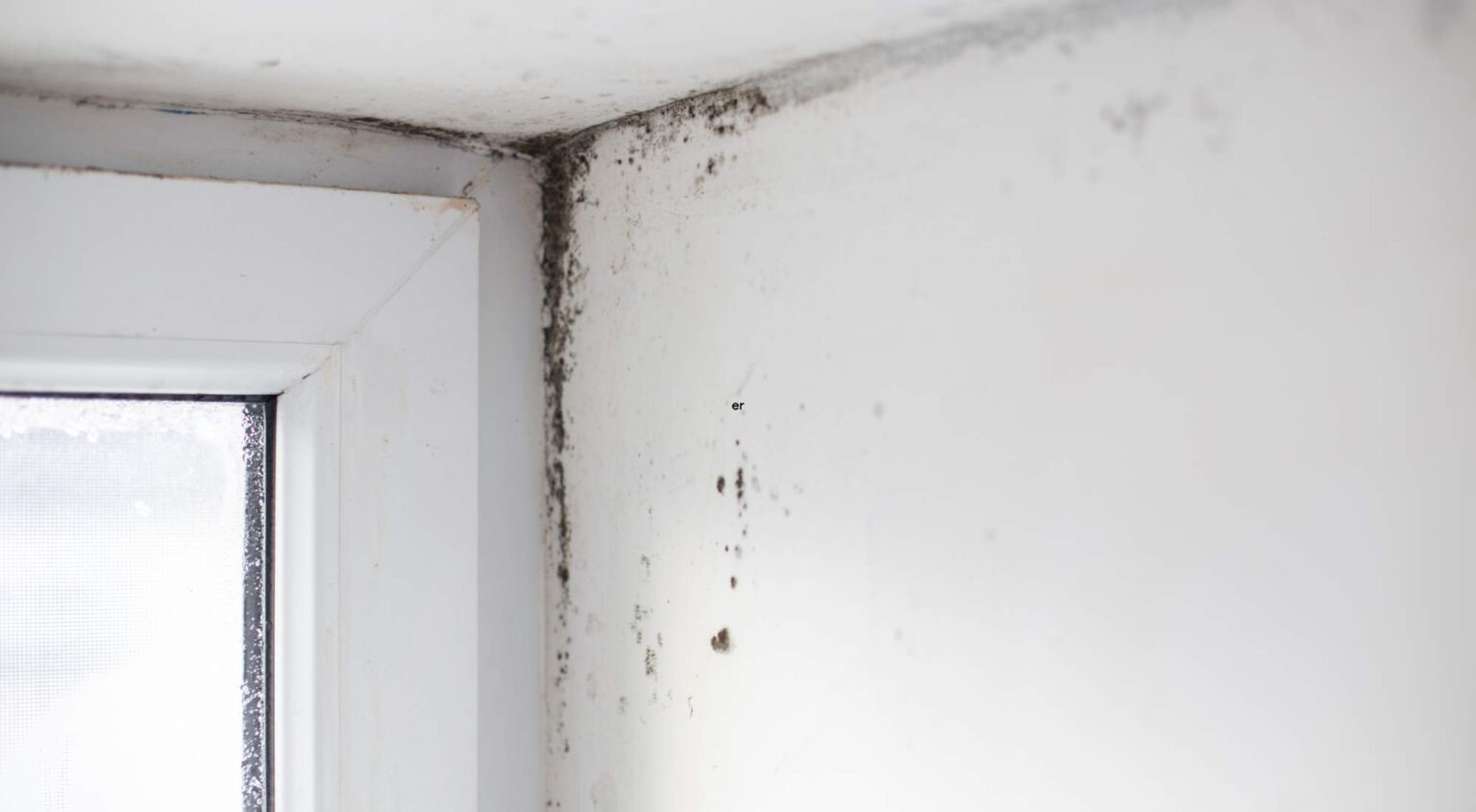 When Is It Time To Walk Away From a House With Mold?